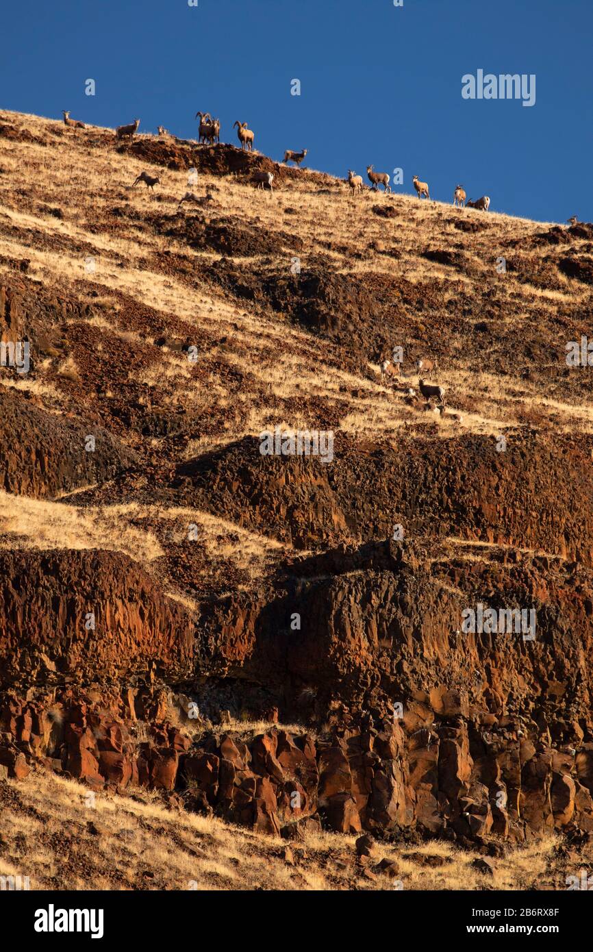 Bighorn sheep, Deschutes Wild and Scenic River, Lower Deschutes ...