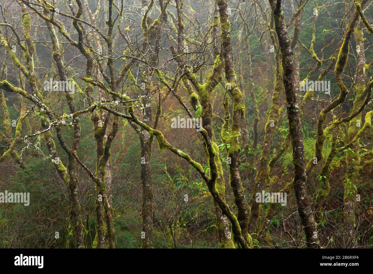 Red alder forest along Cape Creek, Cape Perpetua Scenic Area, Siuslaw ...