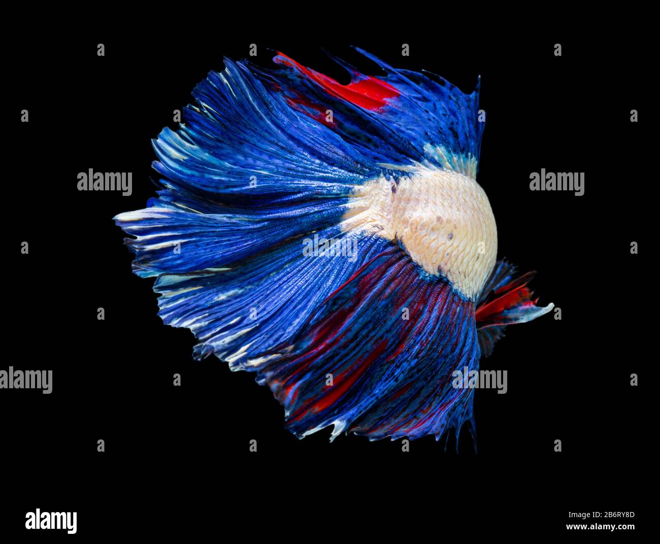 Beautiful betta splendens half moon siamese betta fish. fighting fish ...