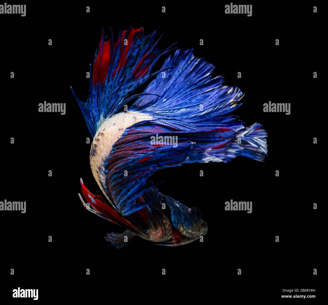 Beautiful betta splendens half moon siamese betta fish. fighting fish ...