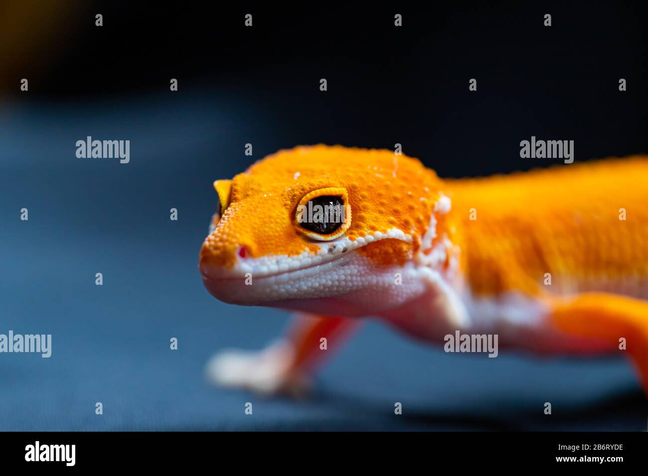 Leopard gecko lizard, close up macro. Cute Leopard gecko portrait ...