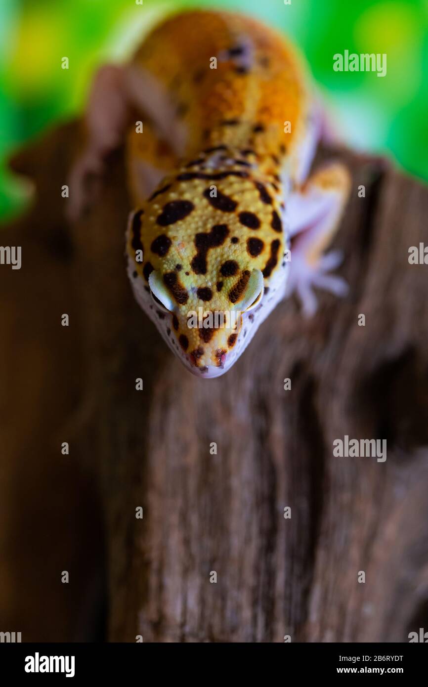 Leopard gecko lizard, close up macro. Cute Leopard gecko portrait ...