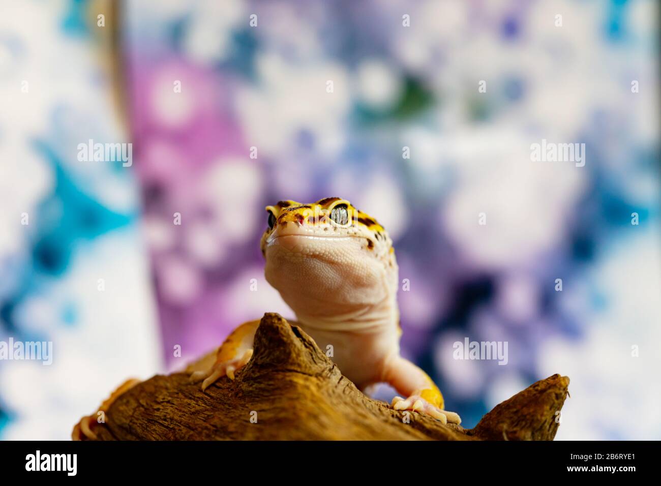 Leopard gecko lizard, close up macro. Cute Leopard gecko portrait ...