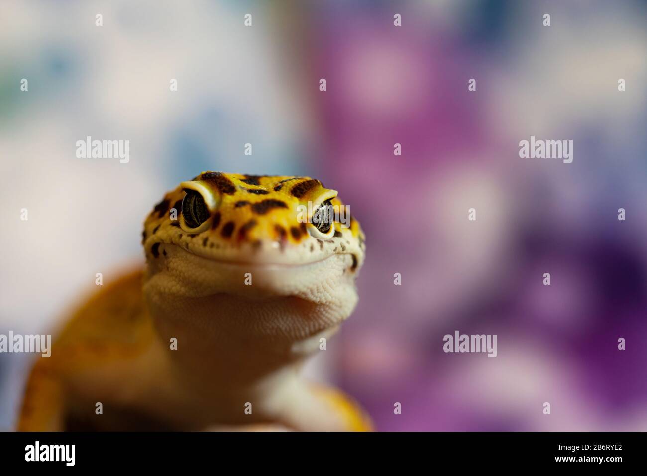 Leopard gecko lizard, close up macro. Cute Leopard gecko portrait ...