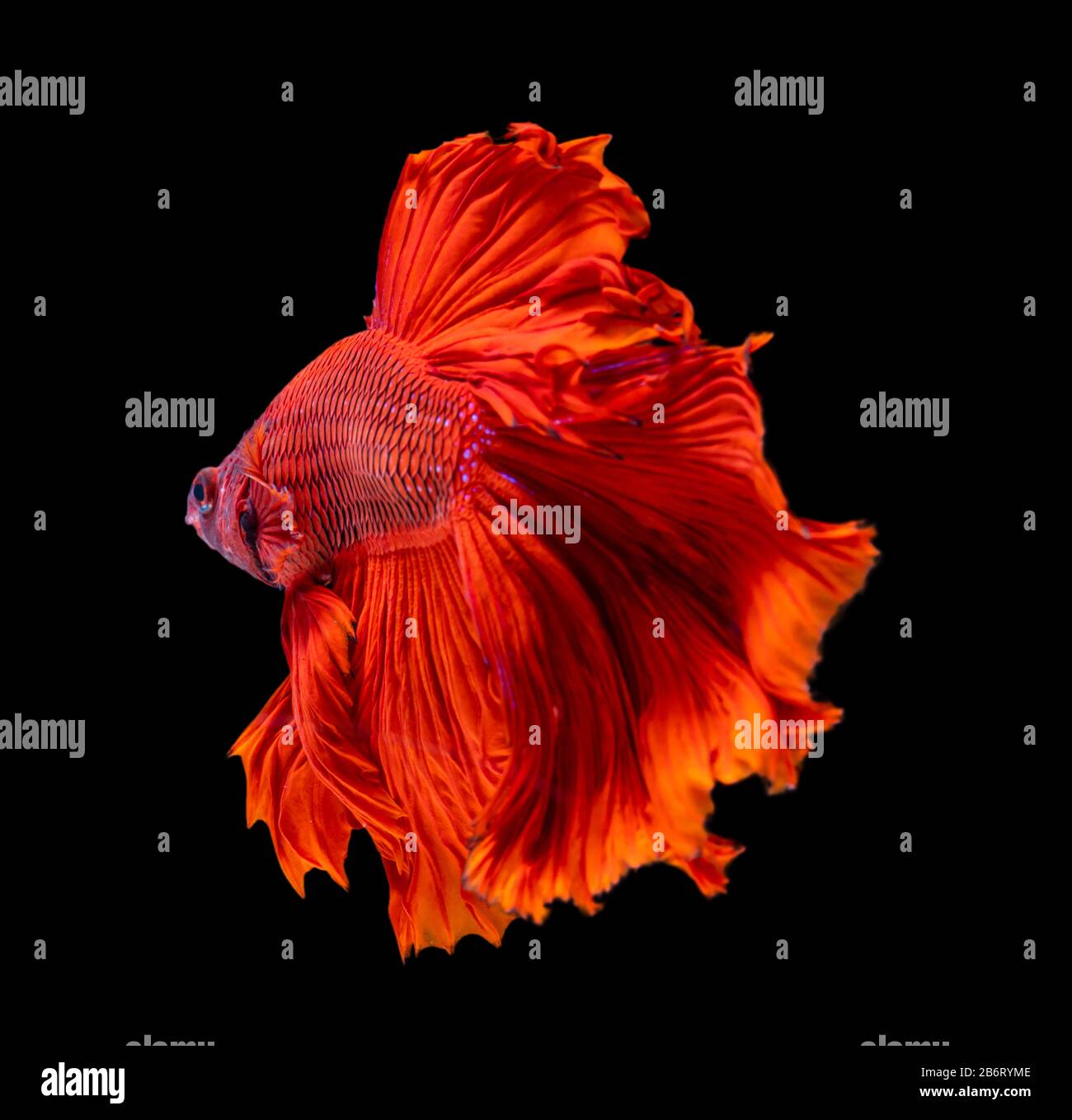 Beautiful betta splendens half moon siamese betta fish. fighting fish ...