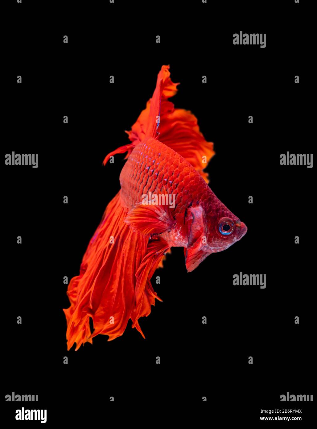 Beautiful betta splendens half moon siamese betta fish. fighting fish ...