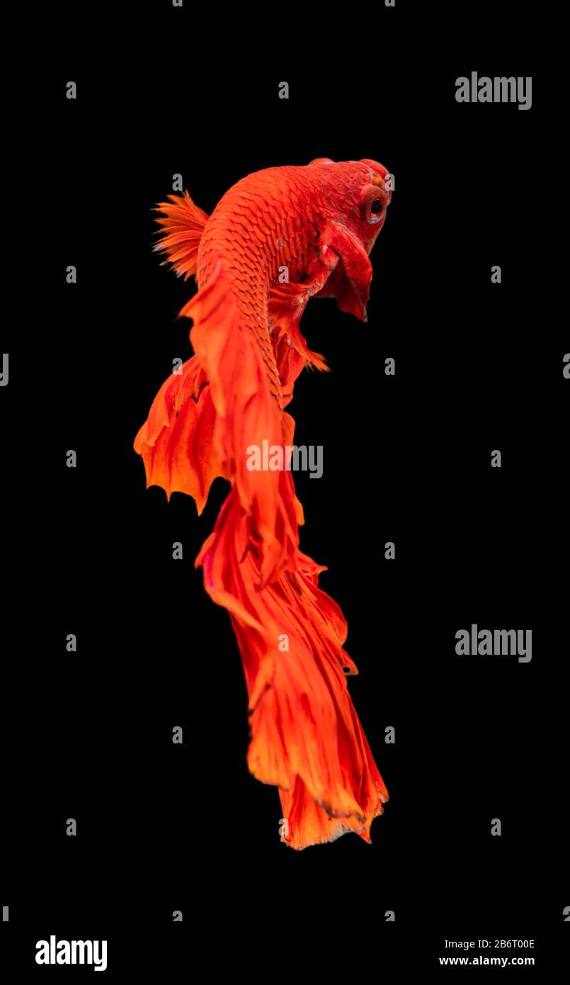 Beautiful betta splendens half moon siamese betta fish. fighting fish ...