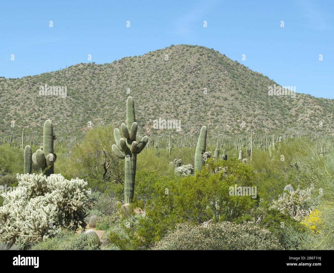 Spring desert terrain hi-res stock photography and images - Alamy