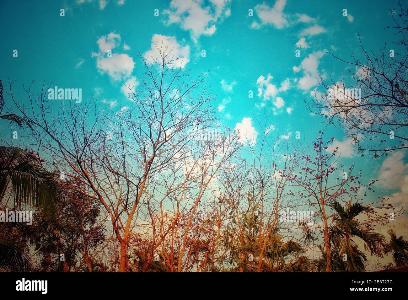 Photography of beautiful tree and blue sky Stock Photo - Alamy