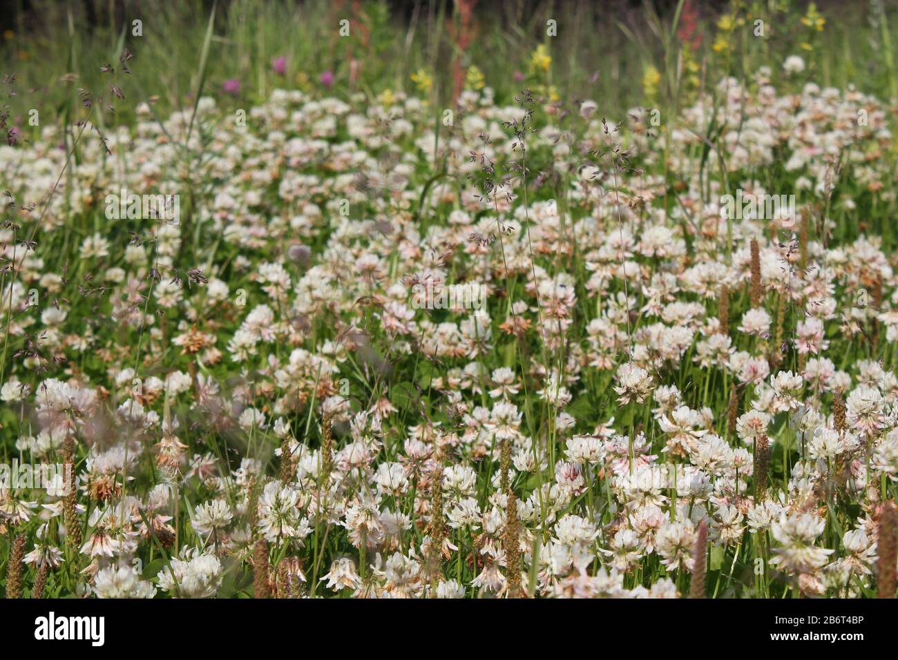 Dutch white clover lawn in the meadow. Ladino clover growing on the ...