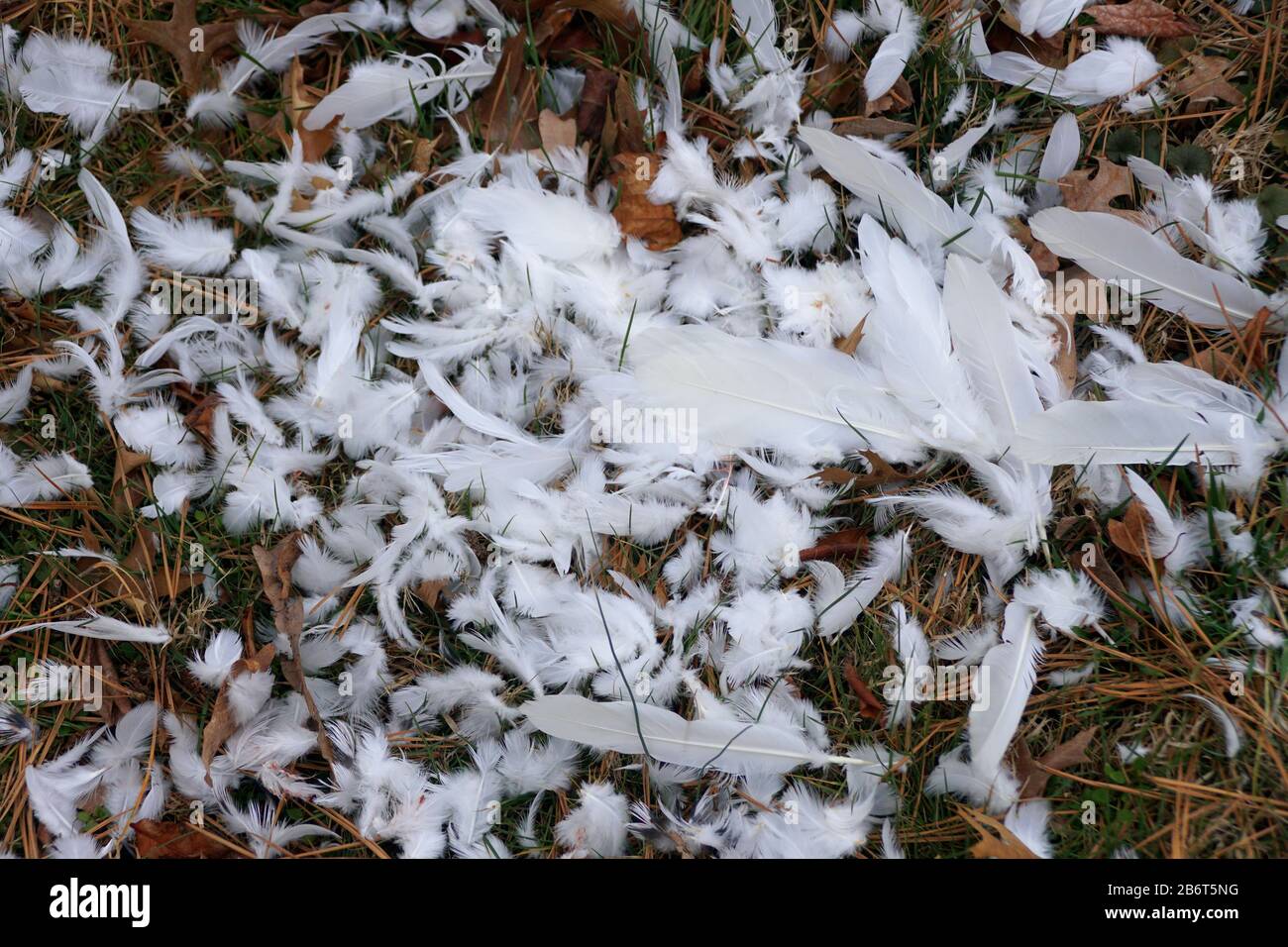 A pile of white feathers scattered on the ground Stock Photo - Alamy