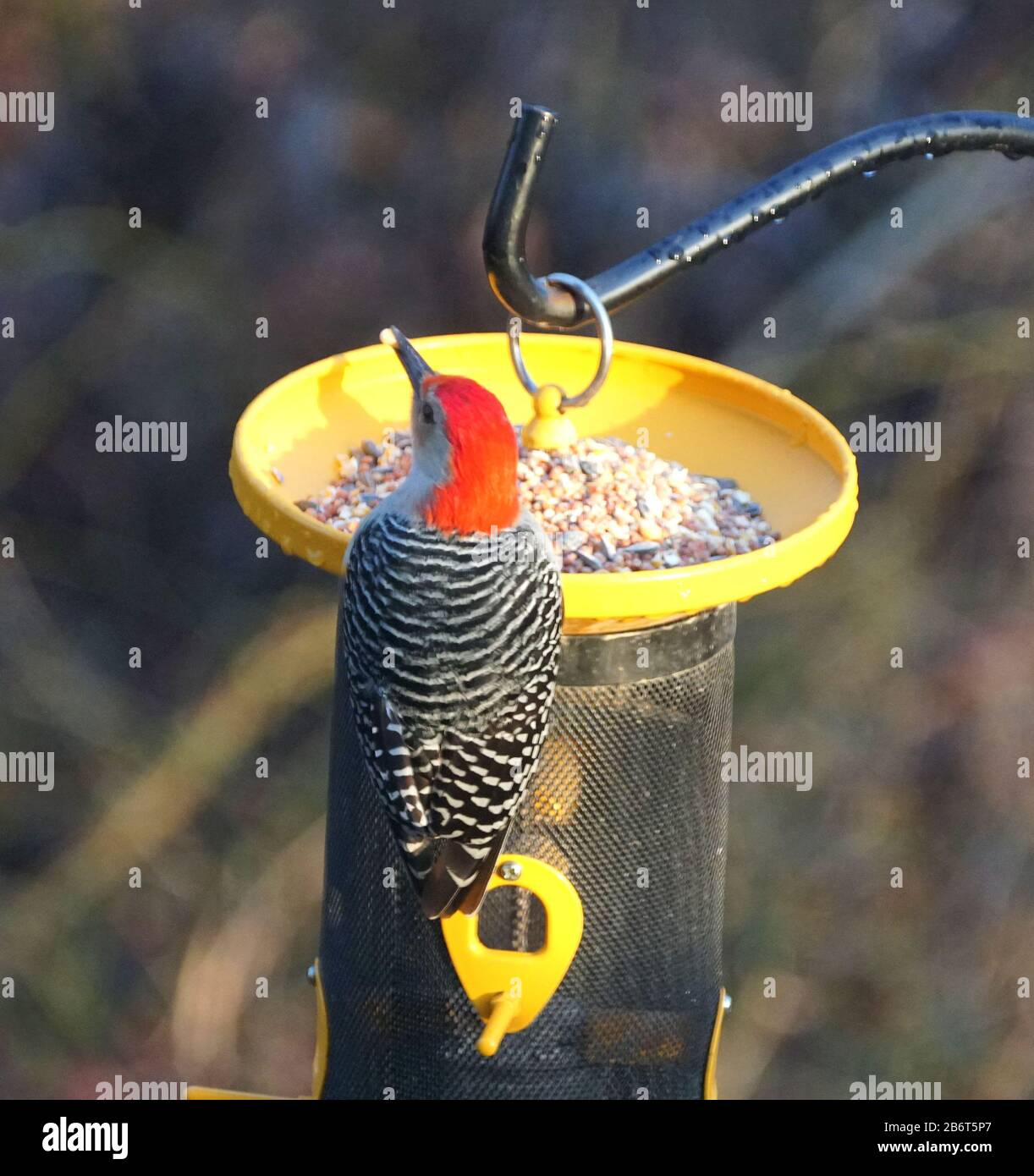 A red-bellied woodpecker eating seeds on the bird feeder Stock Photo ...