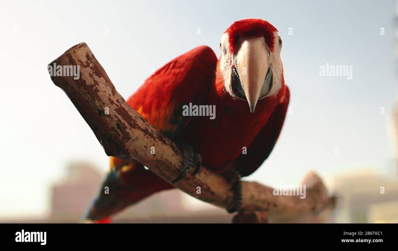 Adult scarlet macaw hi-res stock photography and images - Alamy