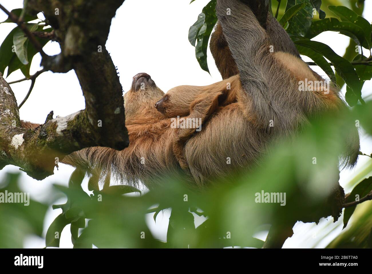 Sloths In Tree High Resolution Stock Photography and Images - Alamy