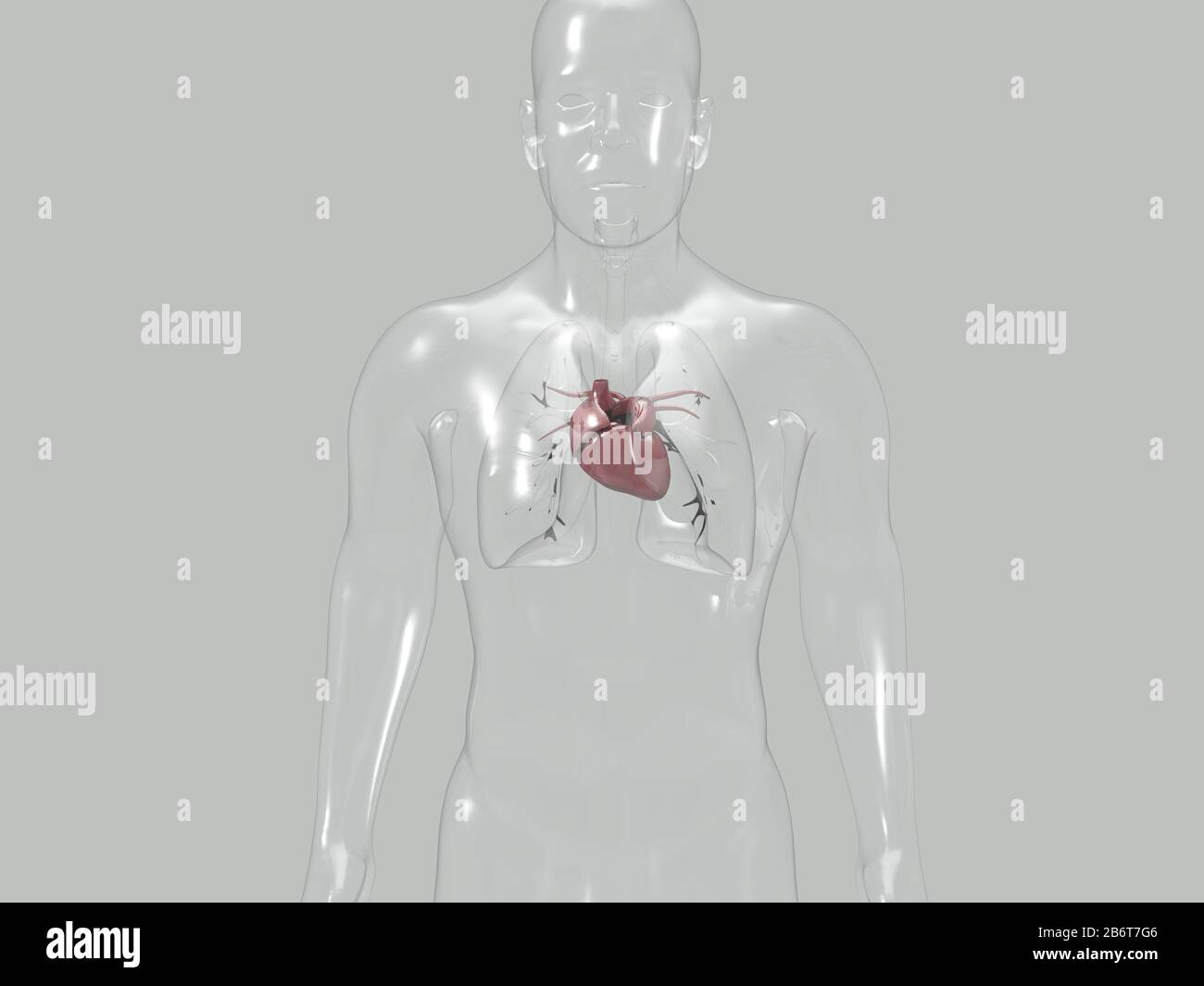 Human digestive system heart hi-res stock photography and images - Alamy