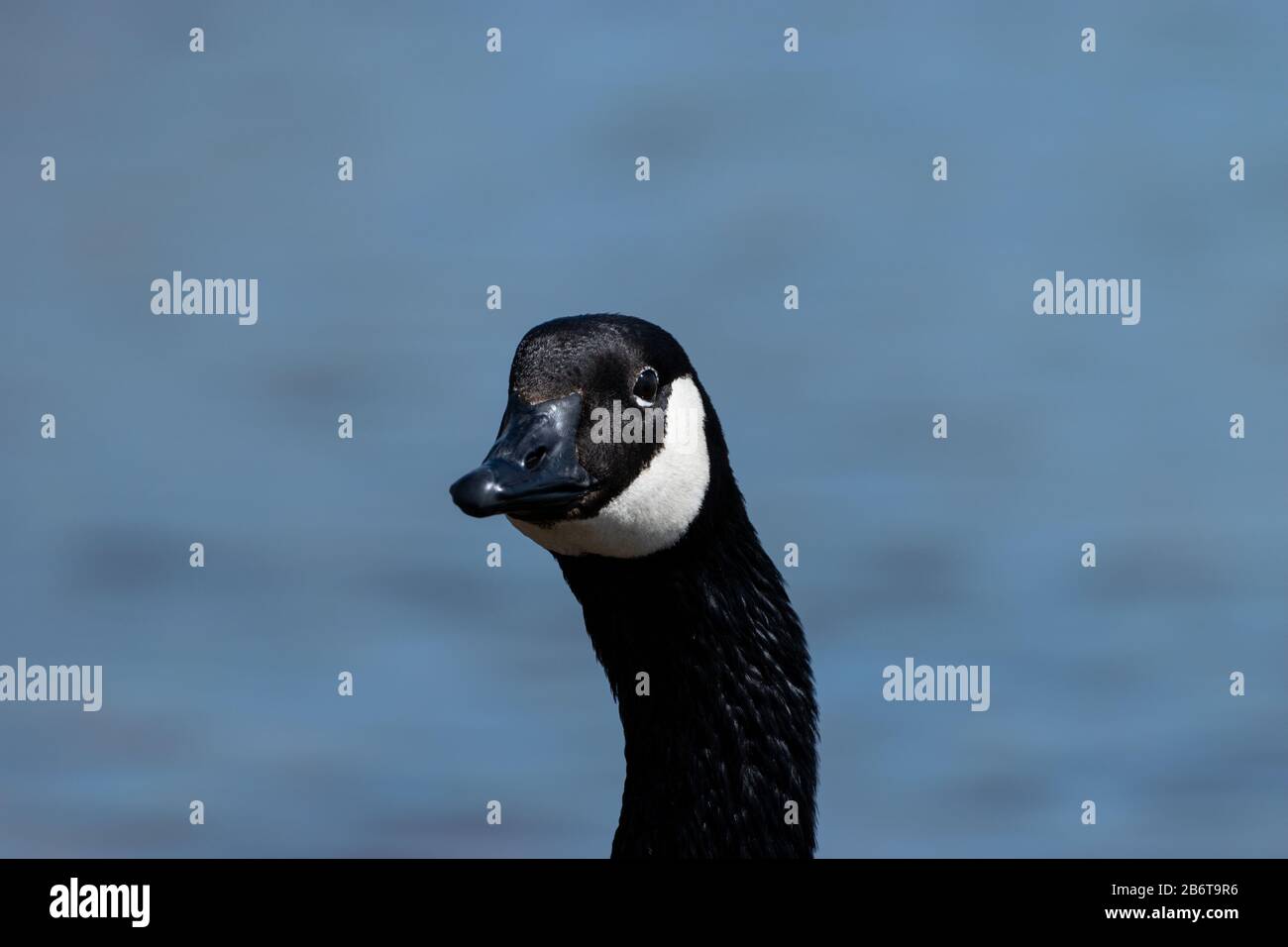 Closeup portrait of the beautiful, black head of Canada Goose with its ...
