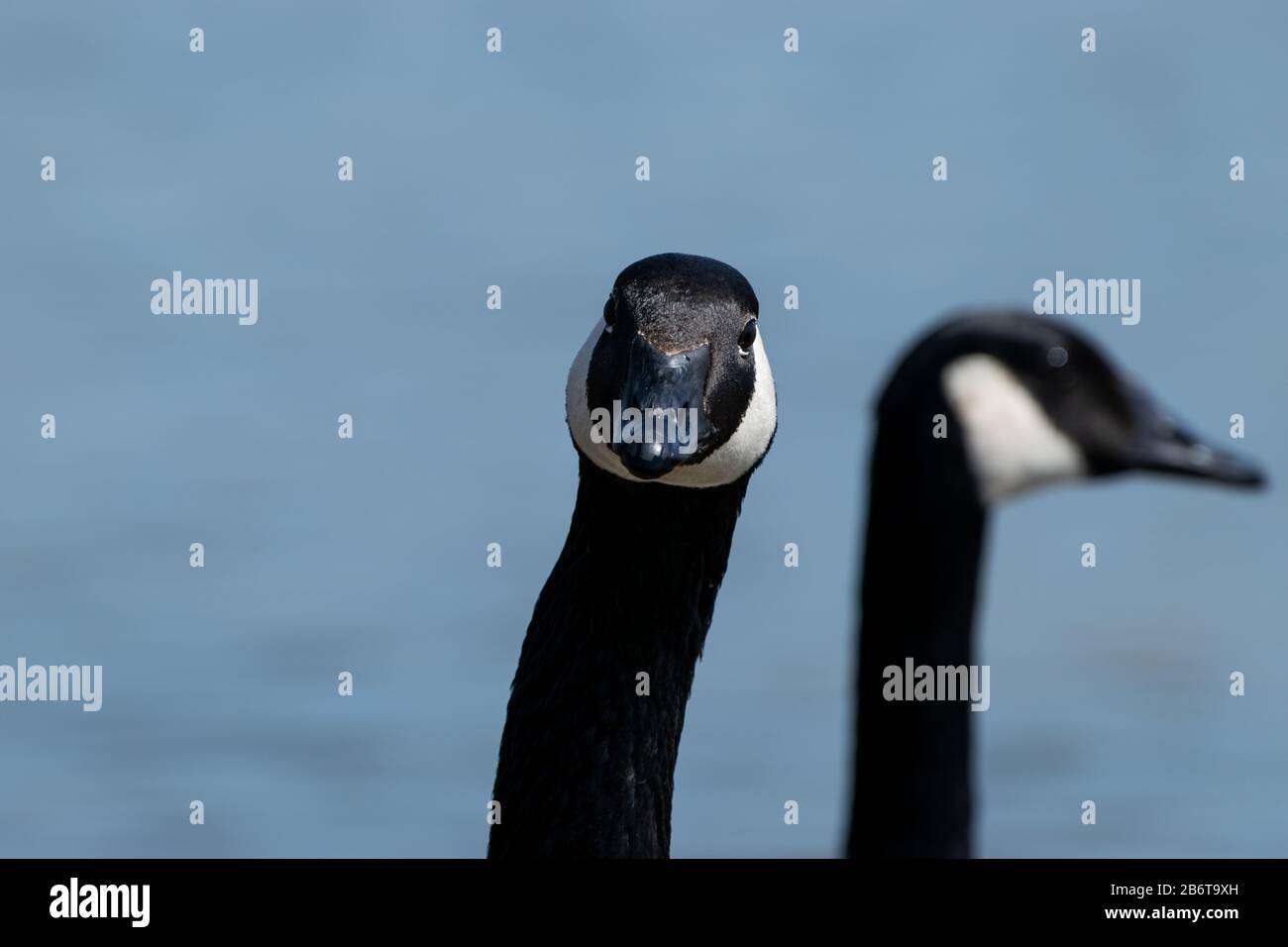 Buddy profile hi-res stock photography and images - Alamy