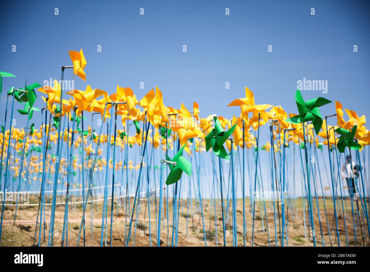 Yellow and green paper windmills at Paju, DMZ Imjingak, South Korea ...