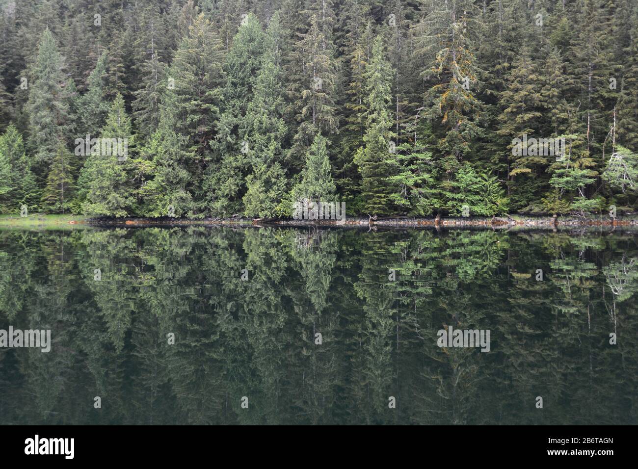 Coastal temperate rainforest trees reflected in the Pacific Ocean at ...