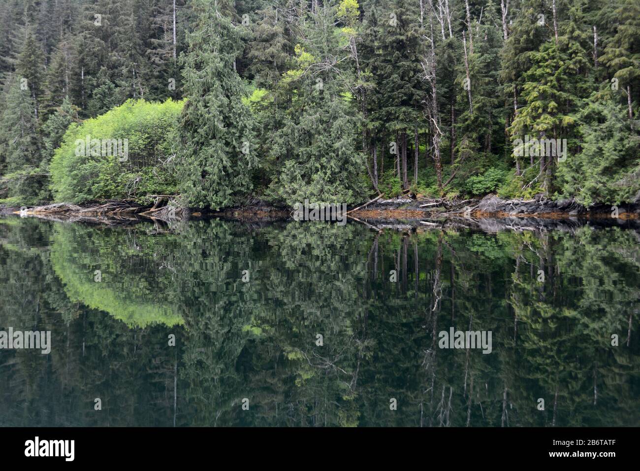 Coastal temperate rainforest trees reflected in the Pacific Ocean at ...