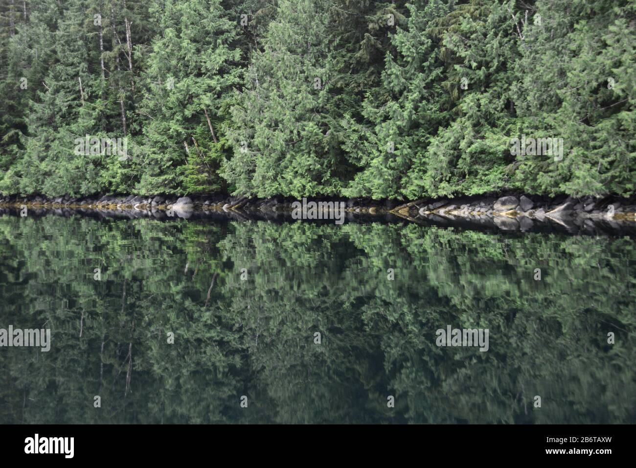 Temperate Rainforest Trees
