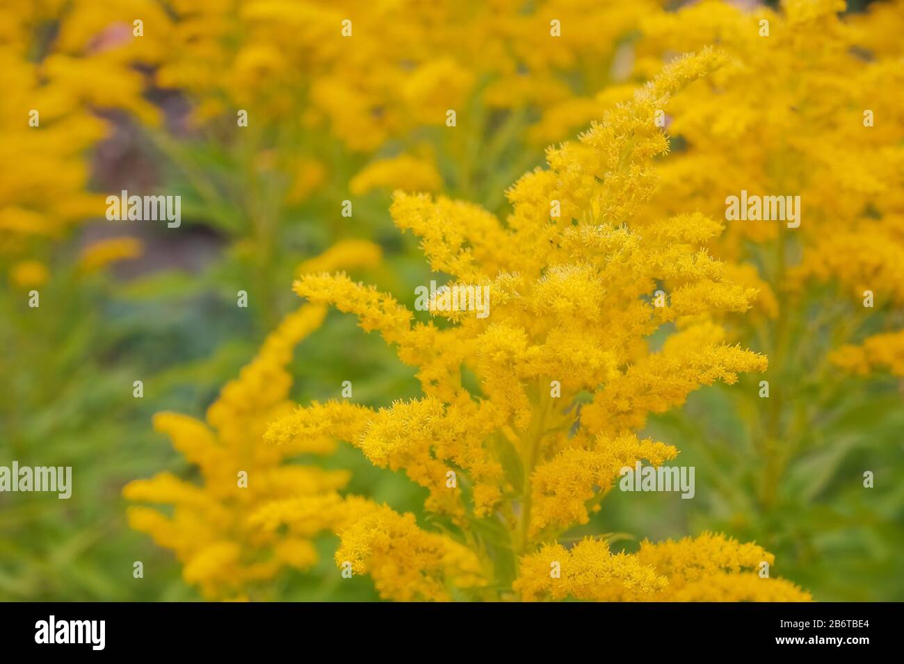 Canada goldenrod, rag weed, ragweed, golden rod or solidago canadensis ...