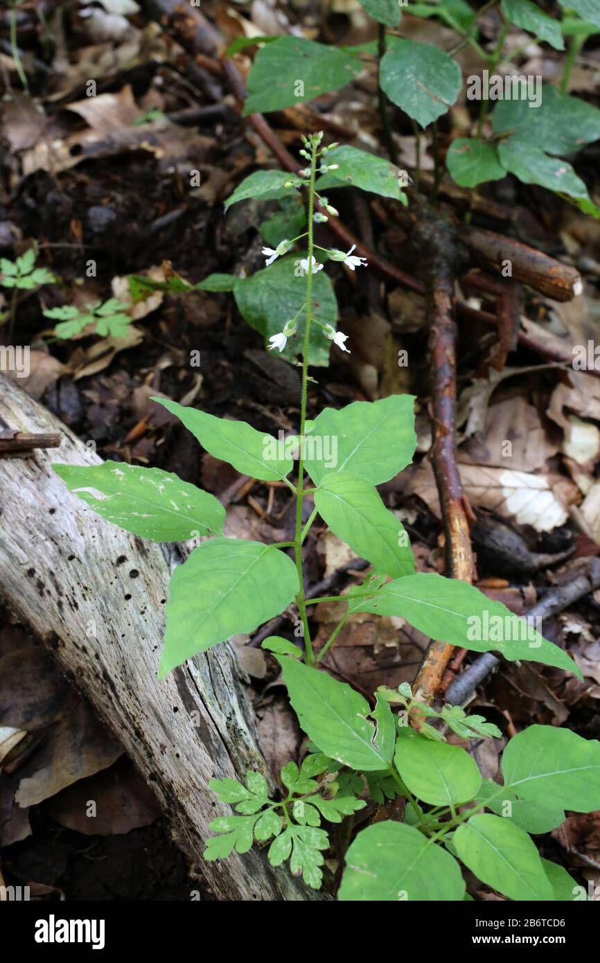 Circaea lutetiana - Wild plant shot in summer Stock Photo - Alamy