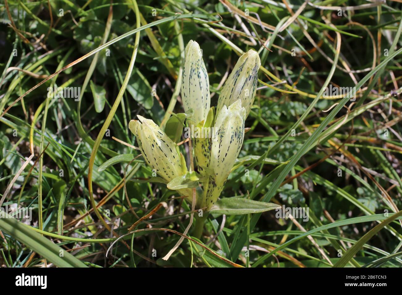 Gentiana frigida hi-res stock photography and images - Alamy