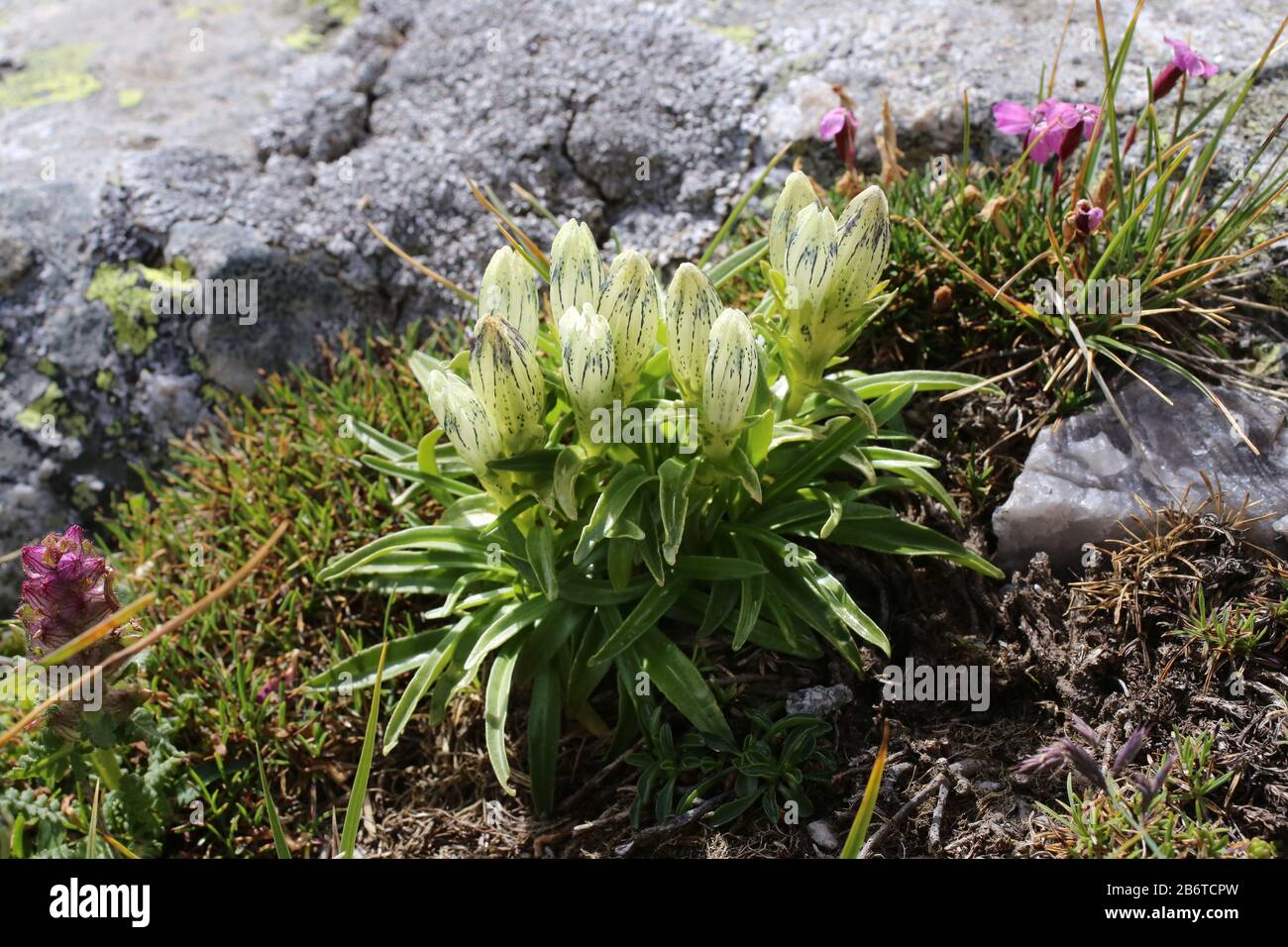 Frigida hi-res stock photography and images - Alamy