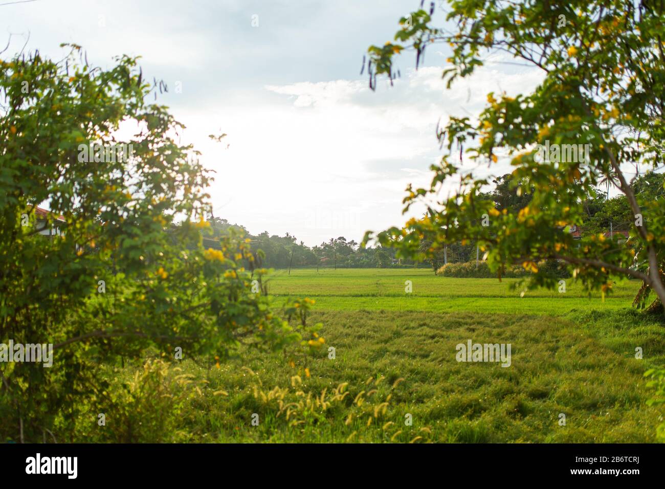 Green field in the jungle of Sri Lanka Stock Photo - Alamy