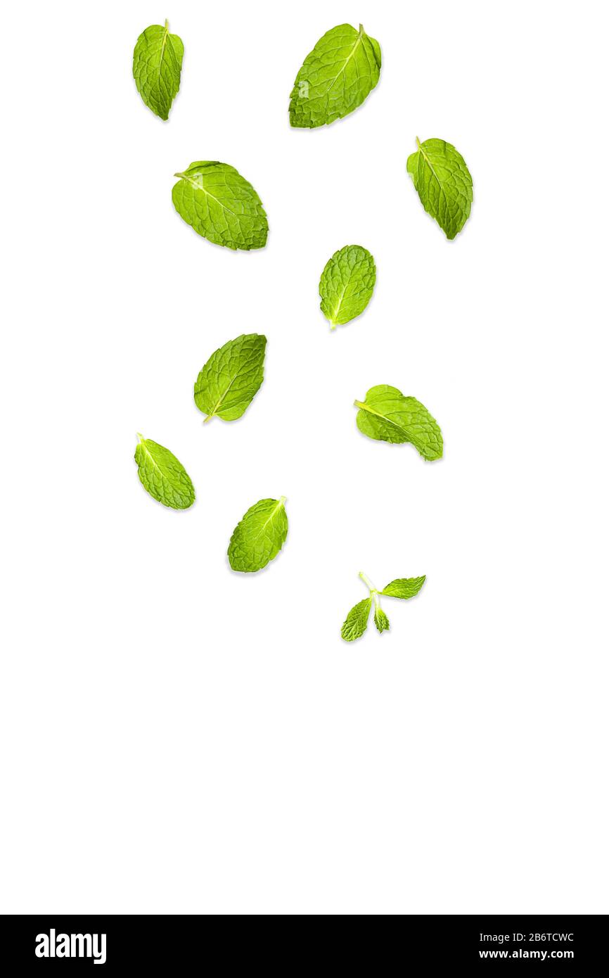 Amazing fresh raw mint leaves flying from above. Isolated on white ...
