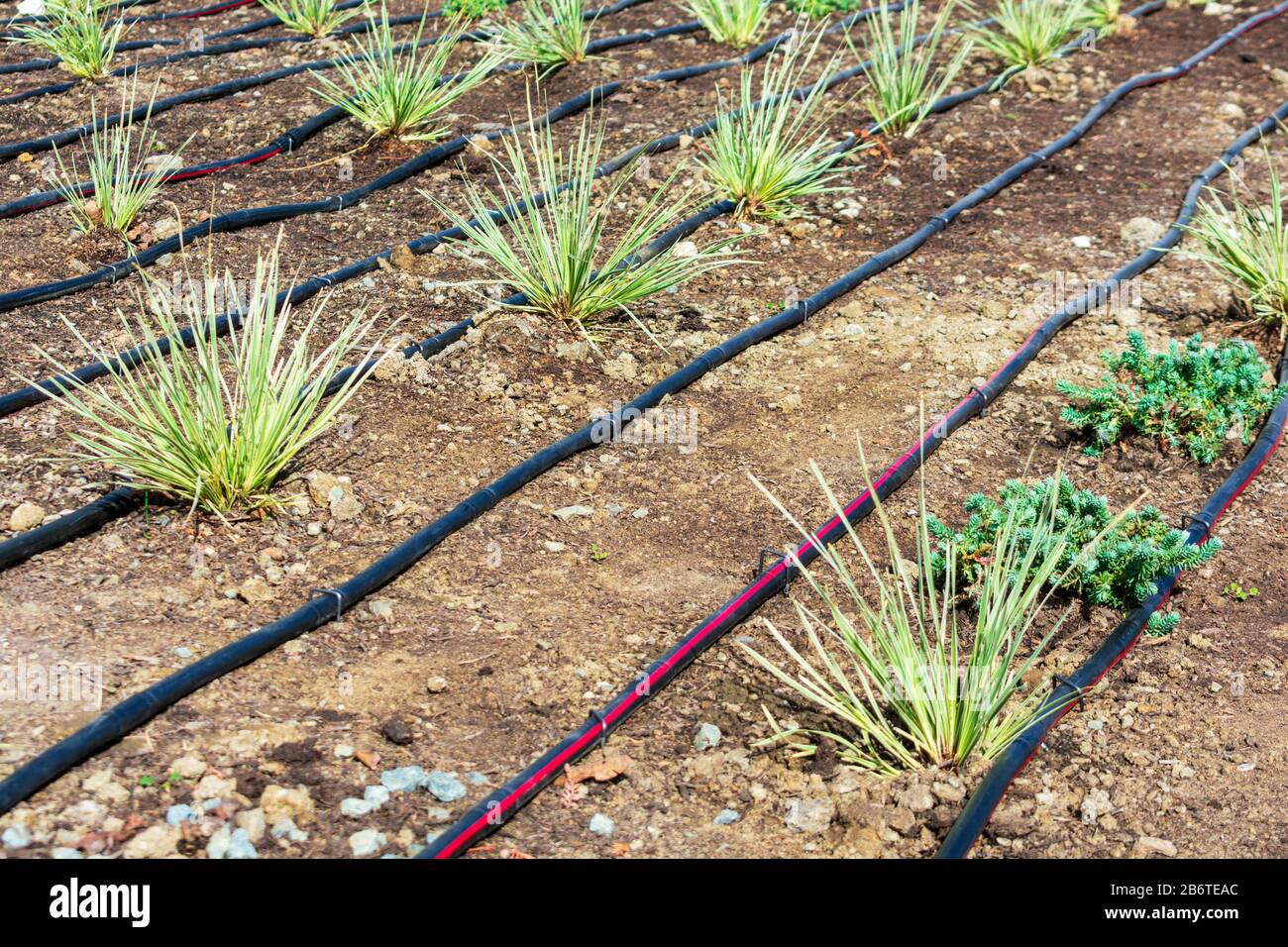 Drip irrigation system installation. Professionally and efficiently ...