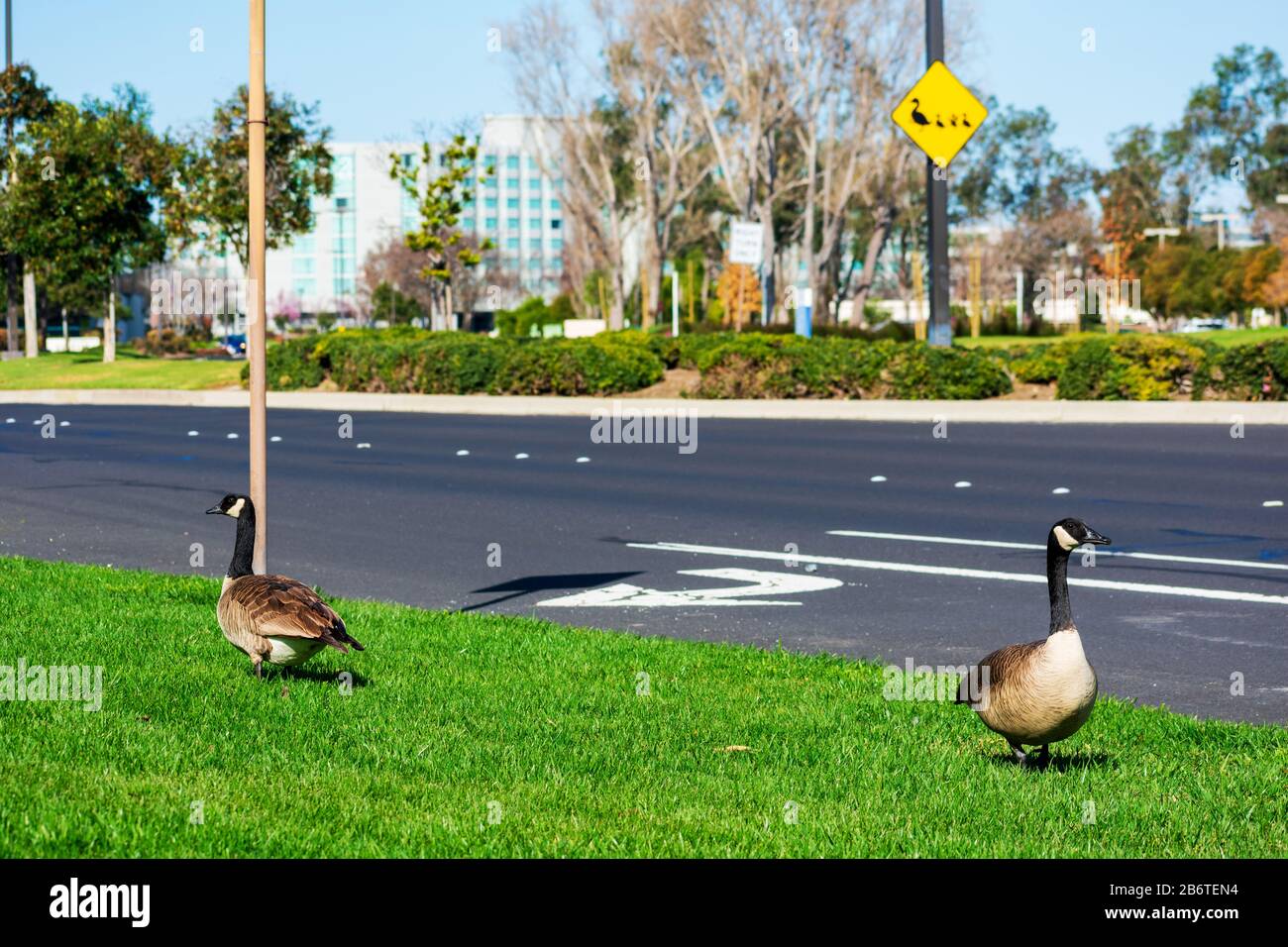 Adult Canadian goose flock on the green grass next to the urban road ...