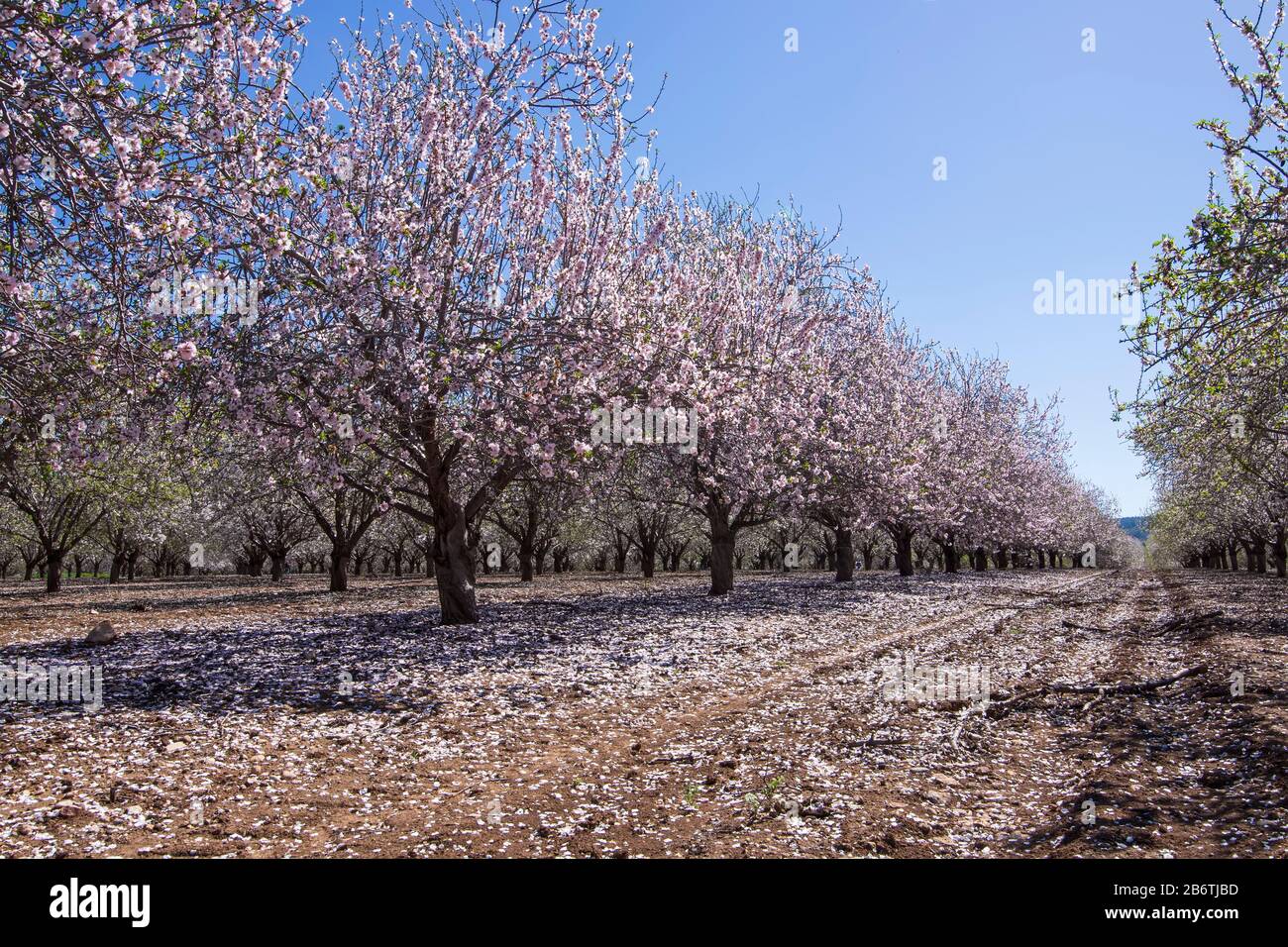 Almond trees bloom hi-res stock photography and images - Alamy