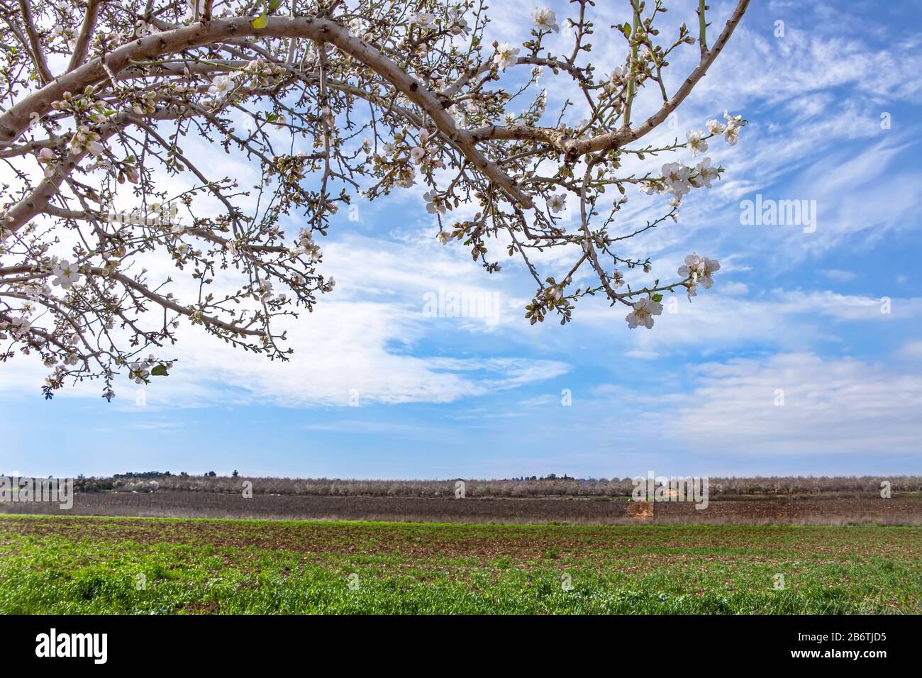 Almod tree hi-res stock photography and images - Alamy