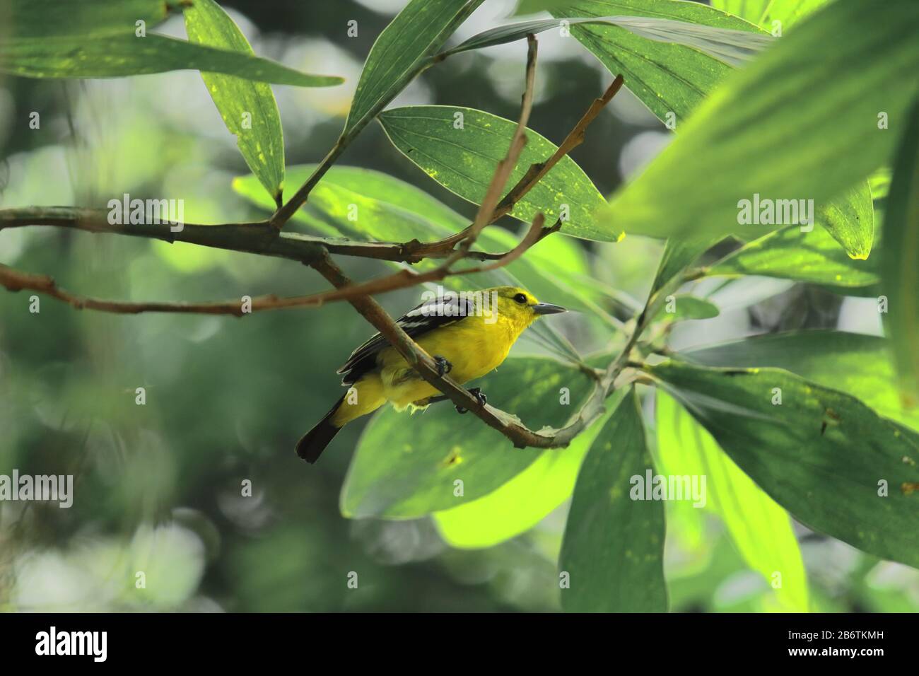 Male common iora hi-res stock photography and images - Alamy