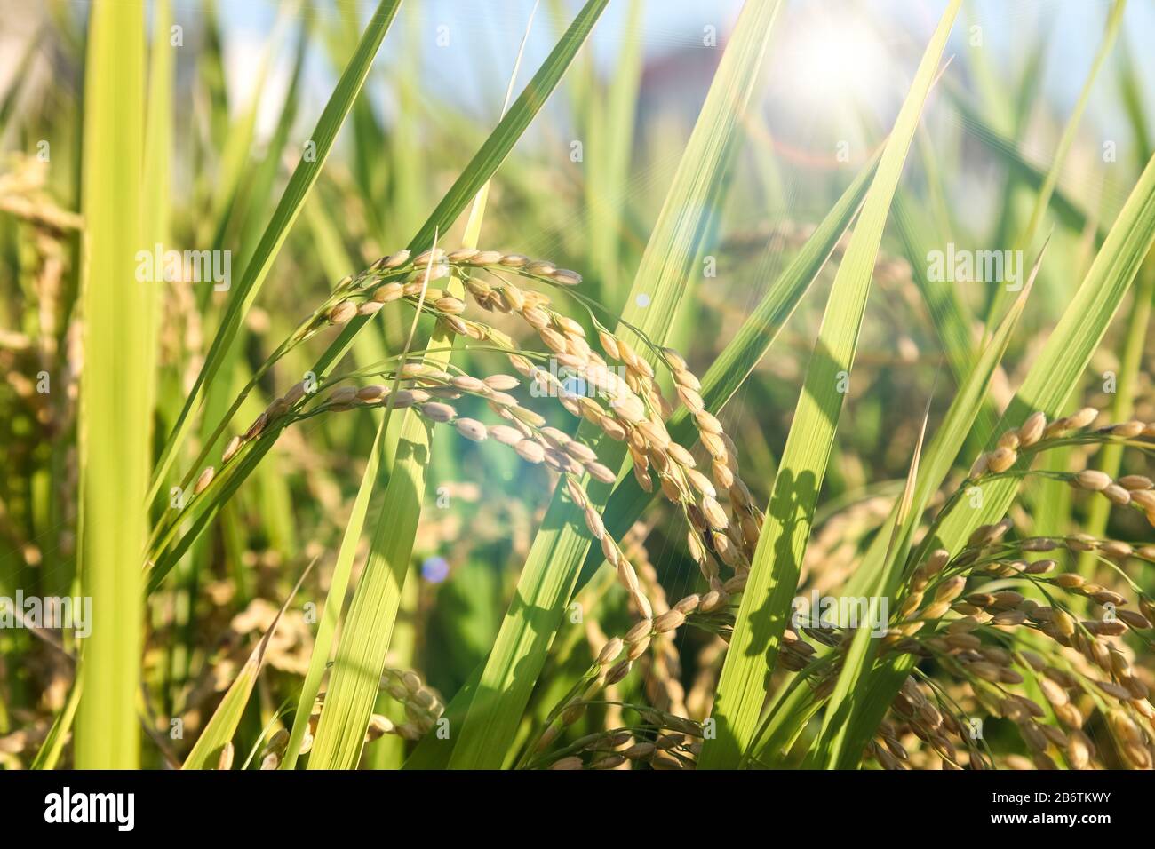 Ripening rice in a paddy field., Green rice plant Stock Photo - Alamy