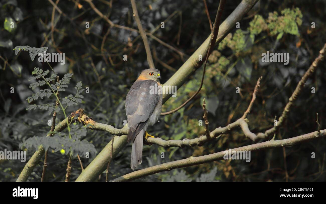 Indian birds of prey hi-res stock photography and images - Alamy