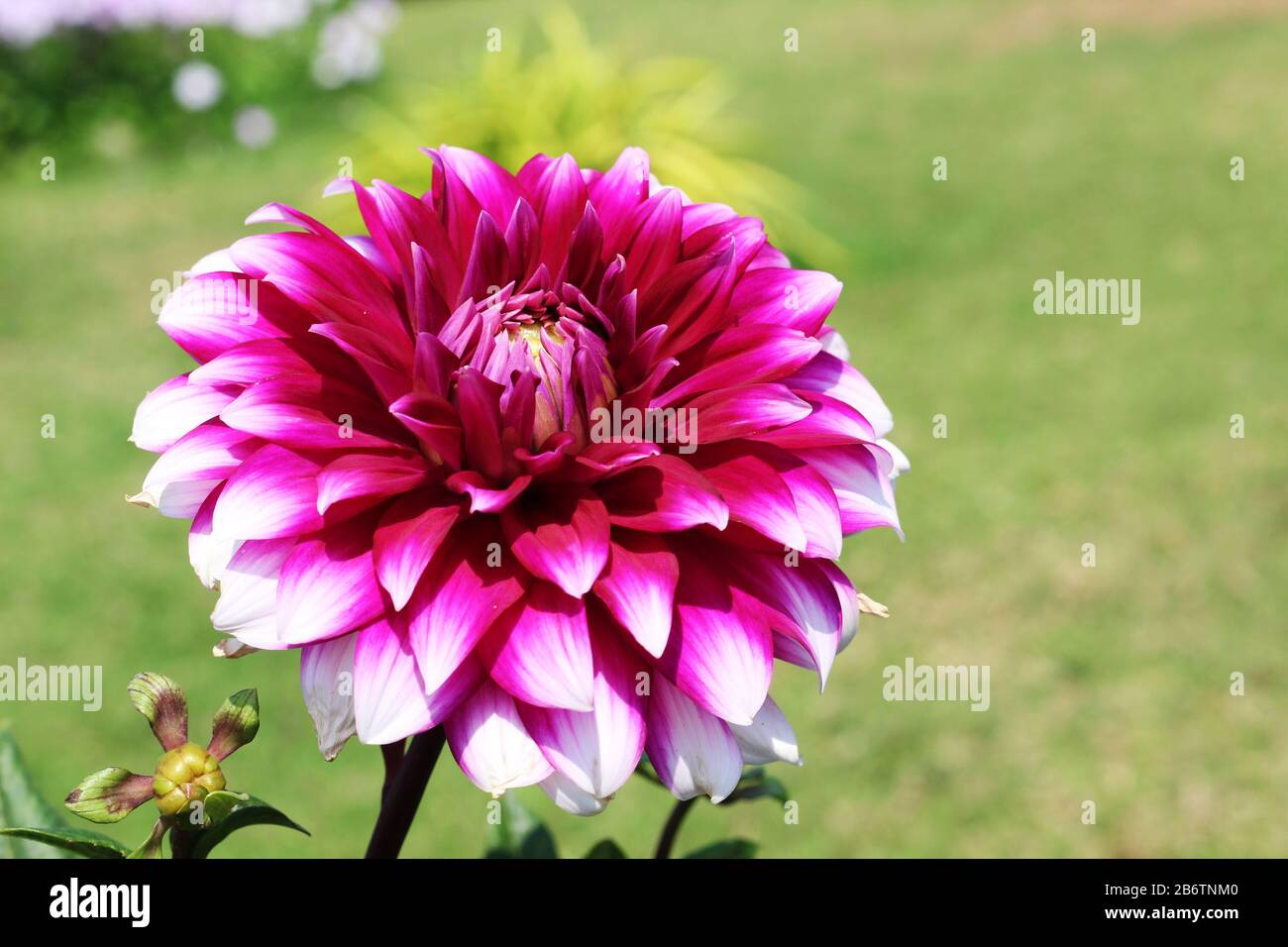 Really Beautiful Soft Nature Wallpaper Banner With Beautiful White Red