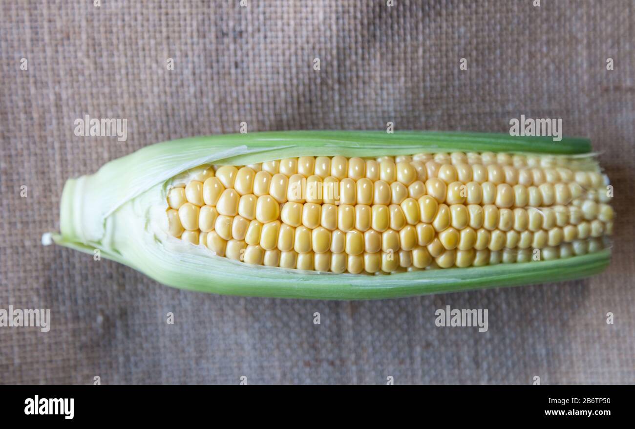 Fresh corn fruits with green leaves isolated .,An ear of corn isolated ...
