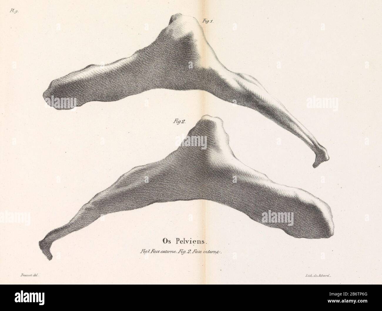 Os pelviens hi-res stock photography and images - Alamy