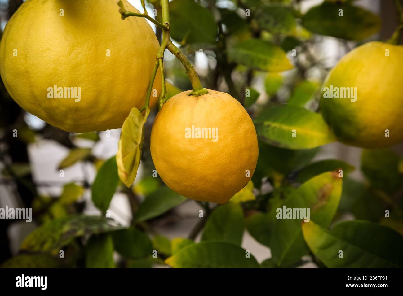 lemons on lemon tree., Lemon tree with blur background Stock Photo - Alamy