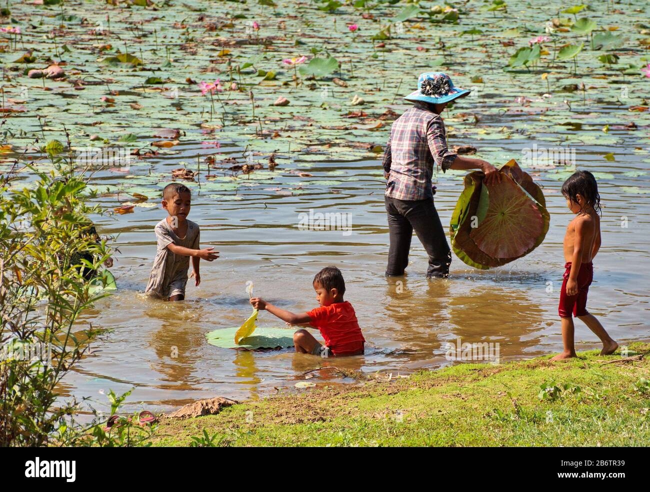 Leaves collecting water hi-res stock photography and images - Alamy