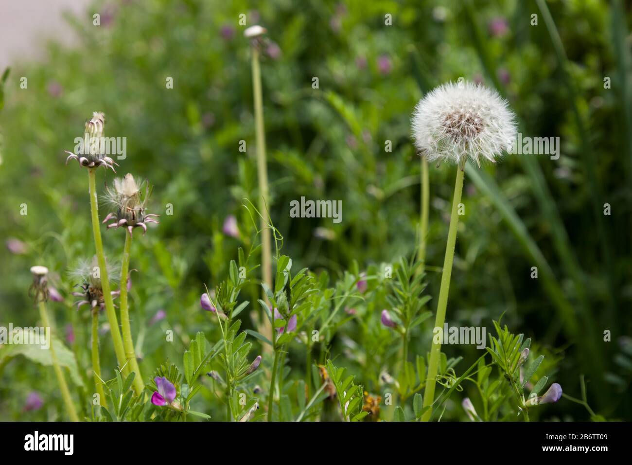 Typical dandelion structure hi-res stock photography and images - Alamy