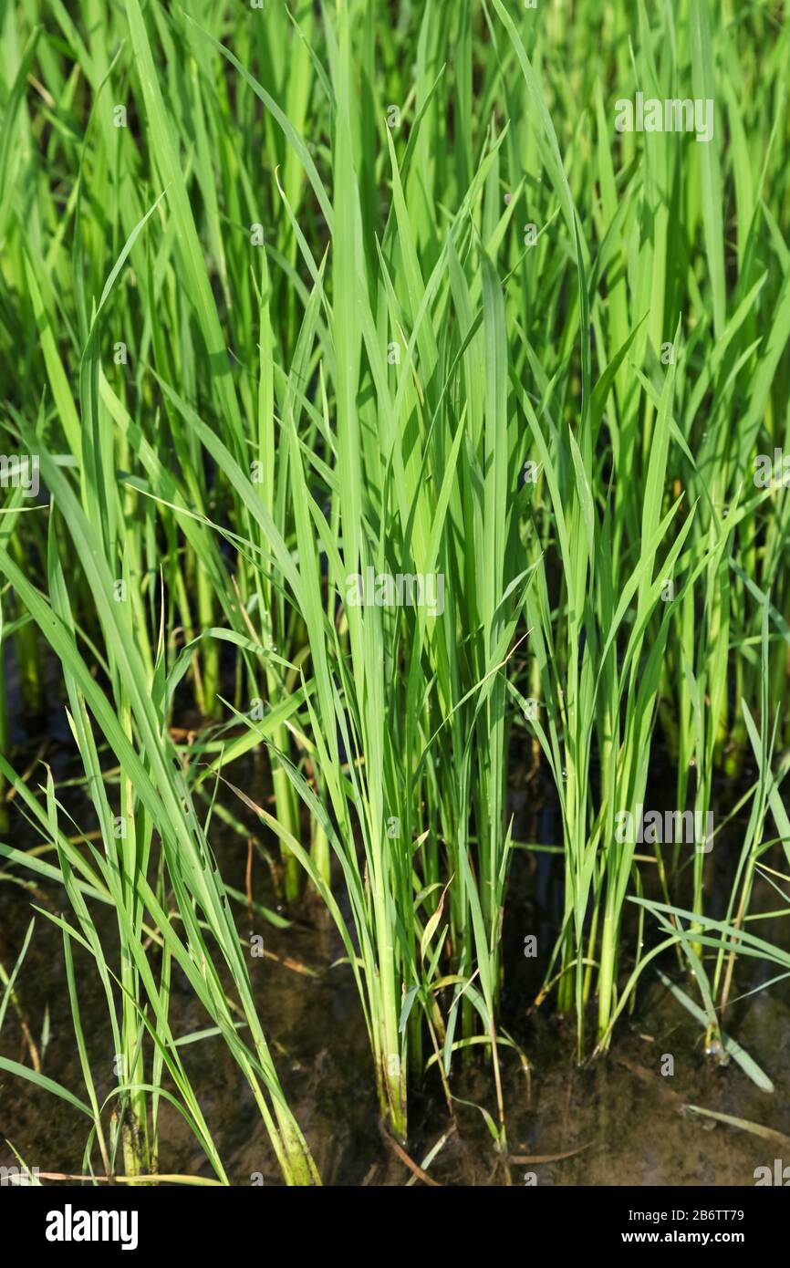 Rice seedlings in the Rice fields., Rice fields Stock Photo - Alamy