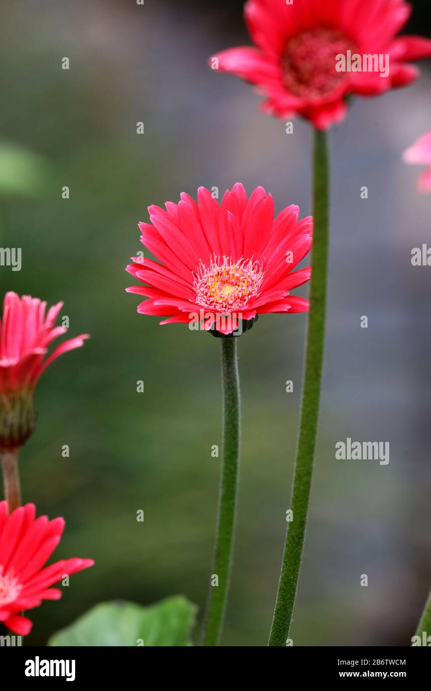 Plants & Flowers: Found at the botanical gardens, these lovely natural ...