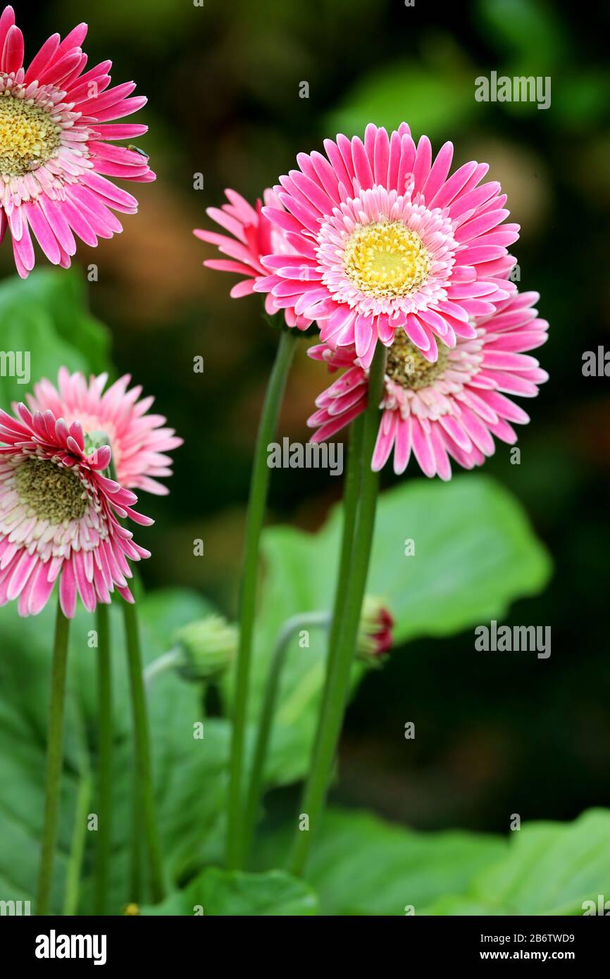 Plants & Flowers: Found at the botanical gardens, these lovely natural ...