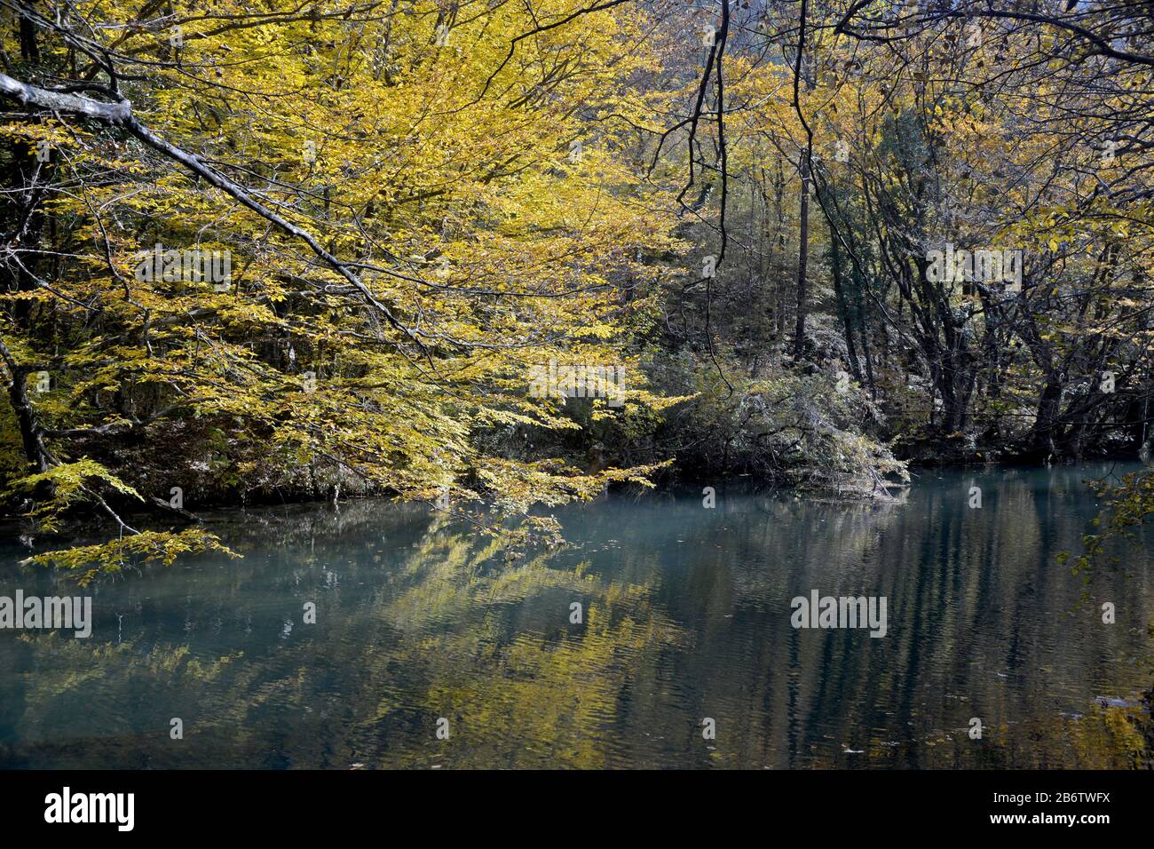 Autumn trees growth near water. Yellow woods reflect in river Stock ...