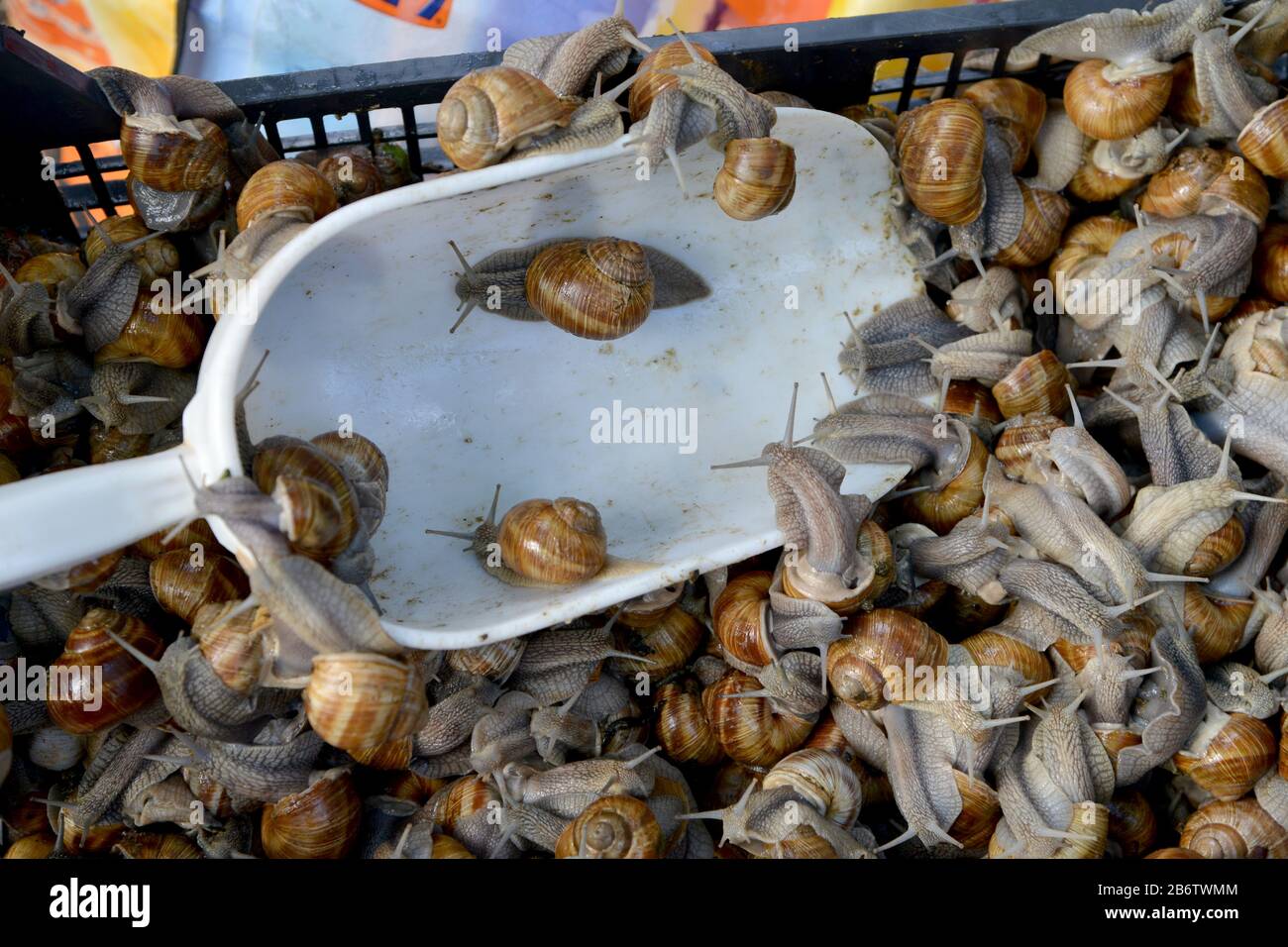 Plastic snails hi-res stock photography and images - Alamy