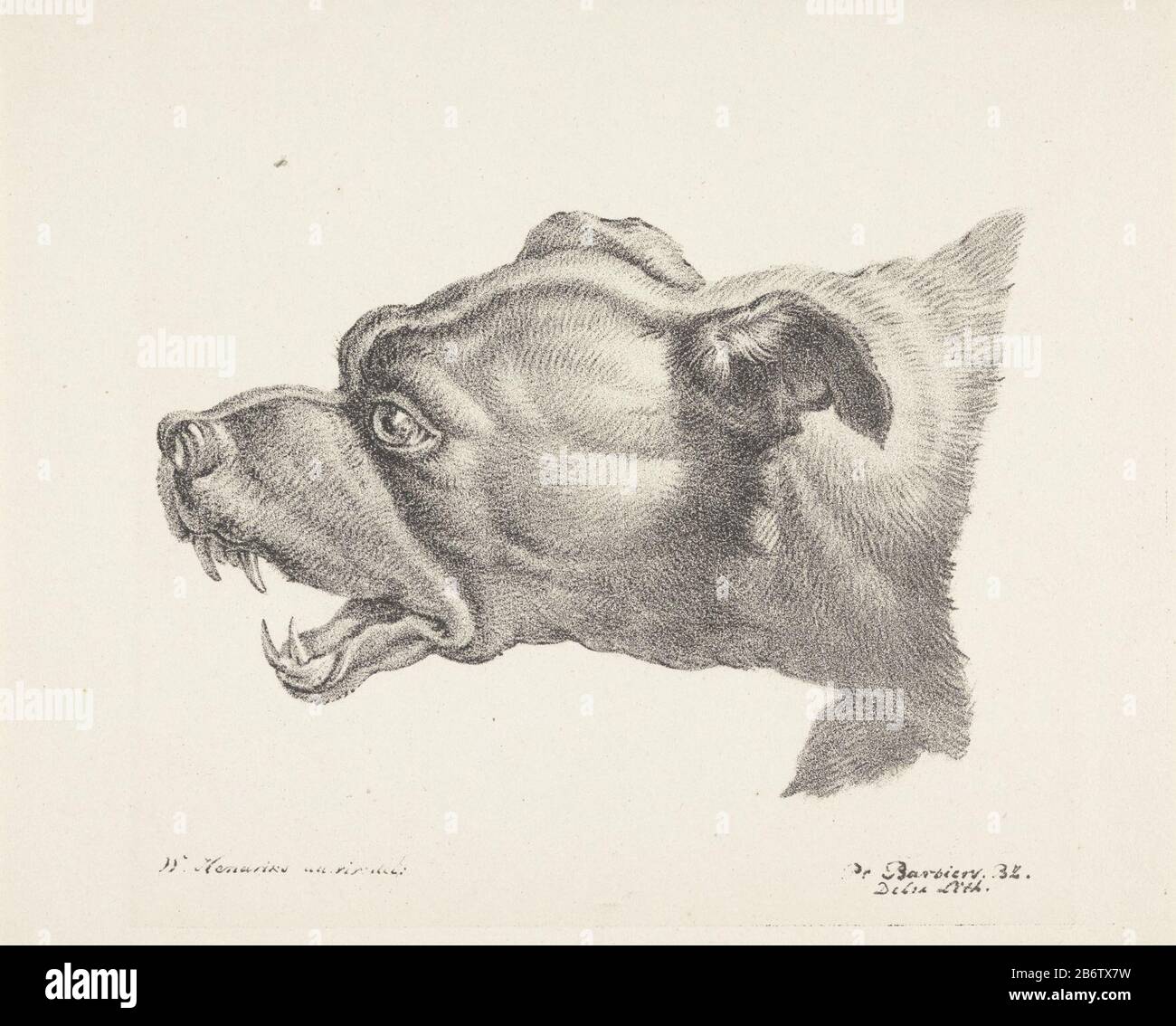 Hond met opengesperde bek The dog is seen from the side and opened her ...